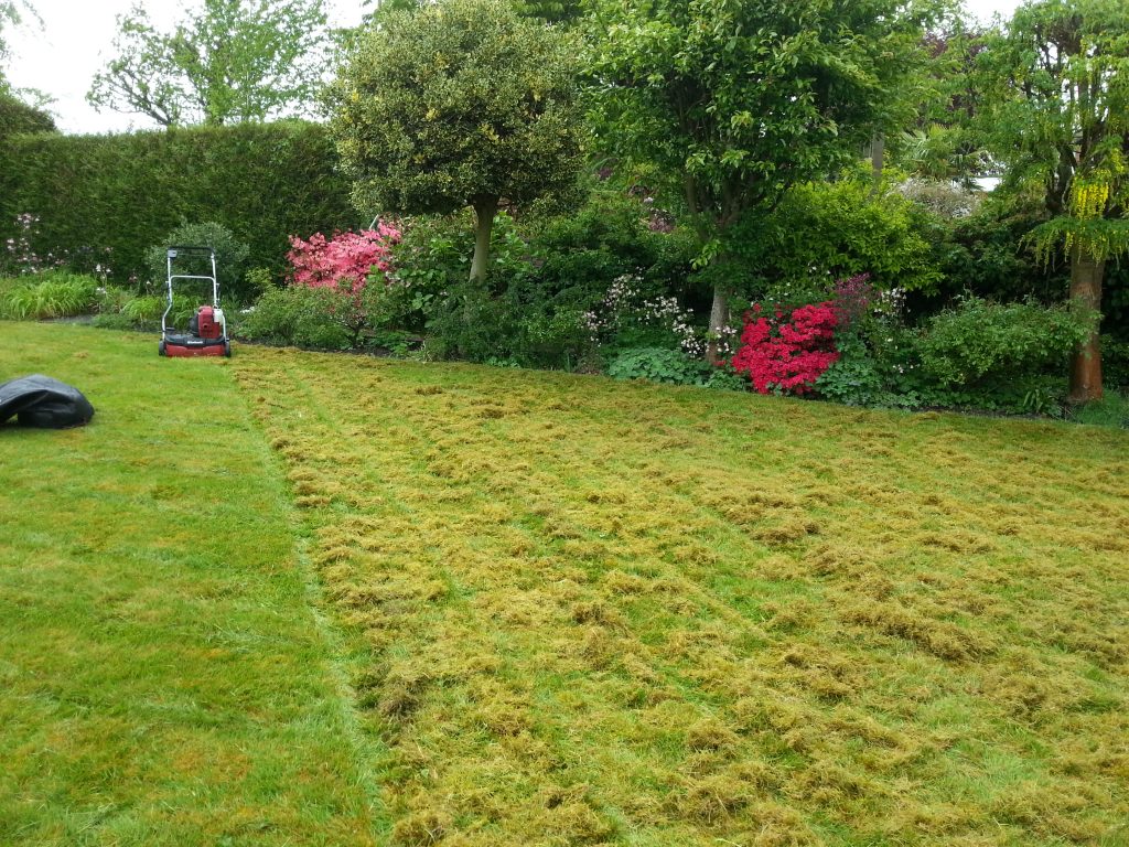 How to scarify your lawn - My Fabulous Garden